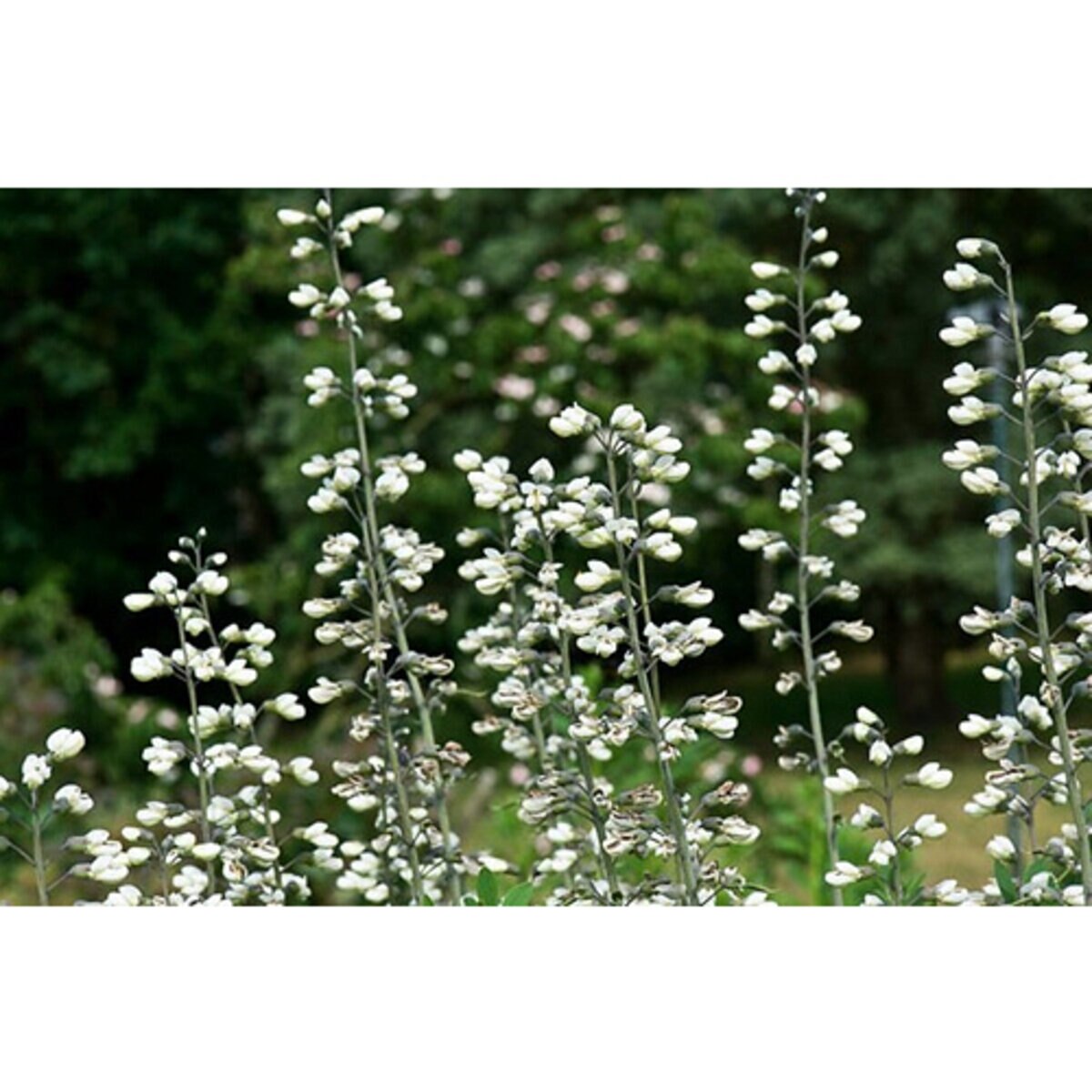 Baptisia Alba var. Macrophylla White False Indigo | SiteOne