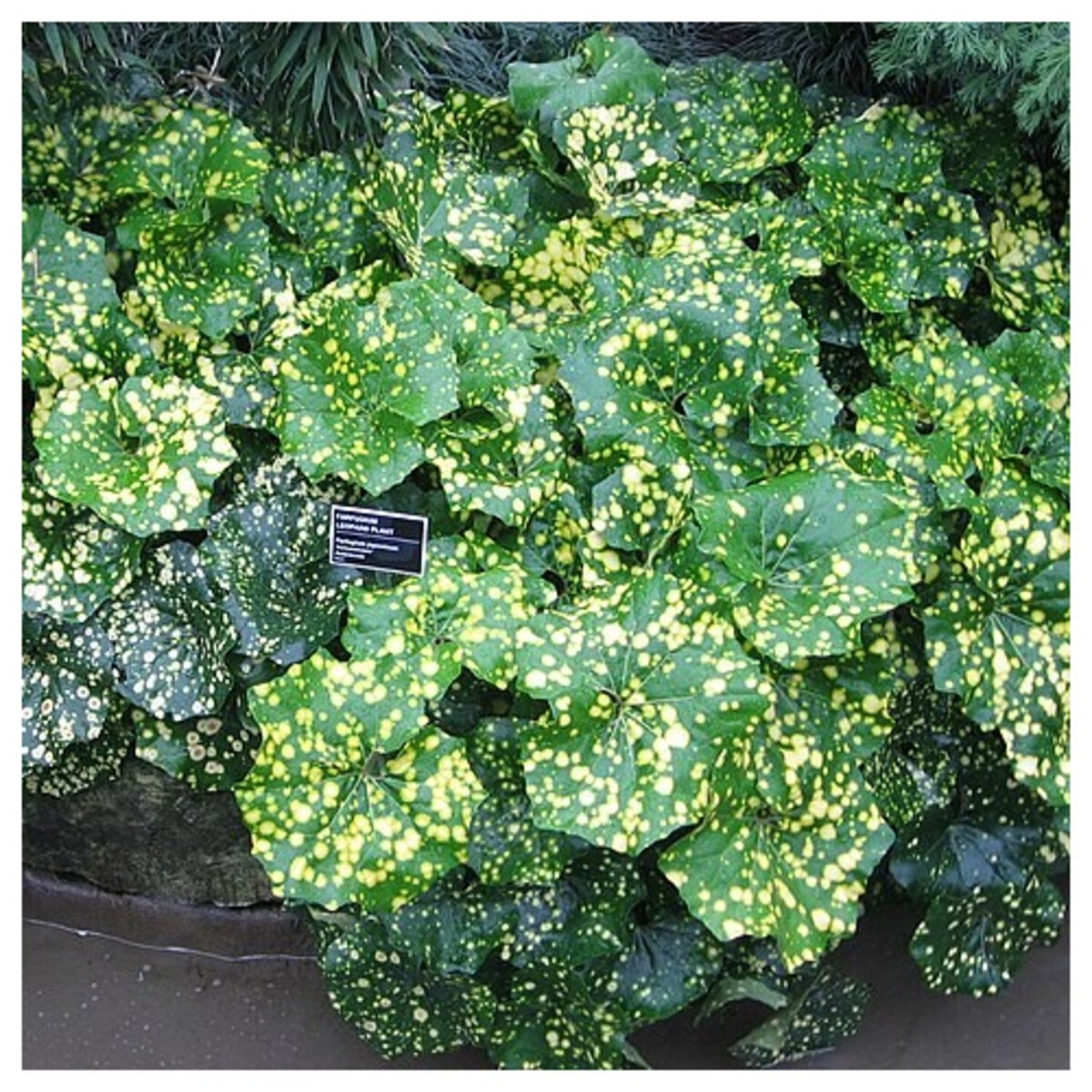 Farfugium Japonicum Firefly | SiteOne
