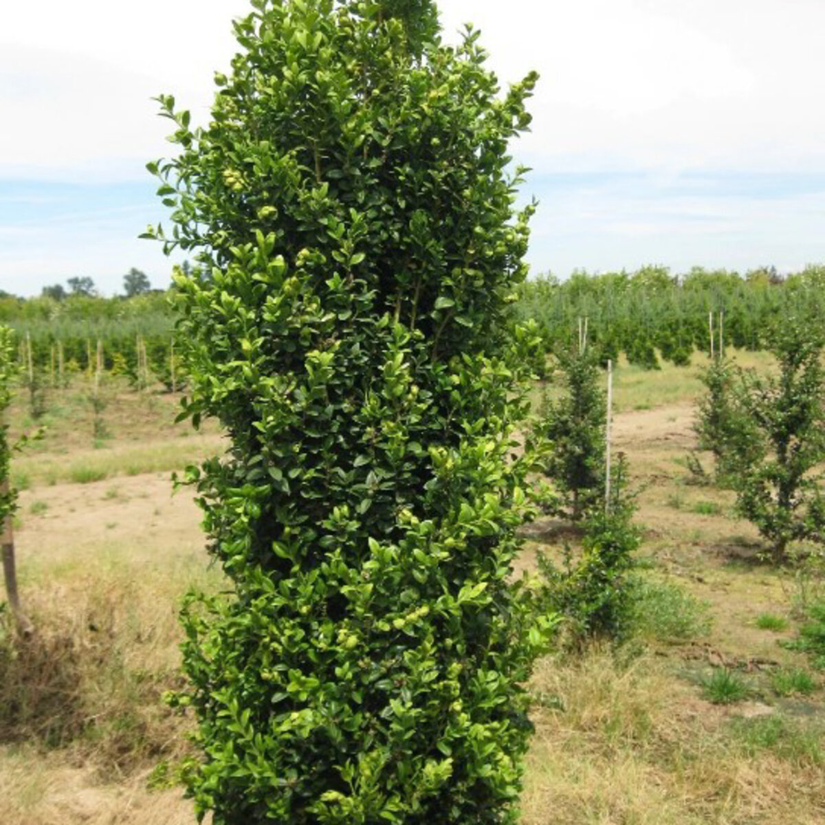 Buxus Sempervirens Green Pillar American Boxwood | SiteOne
