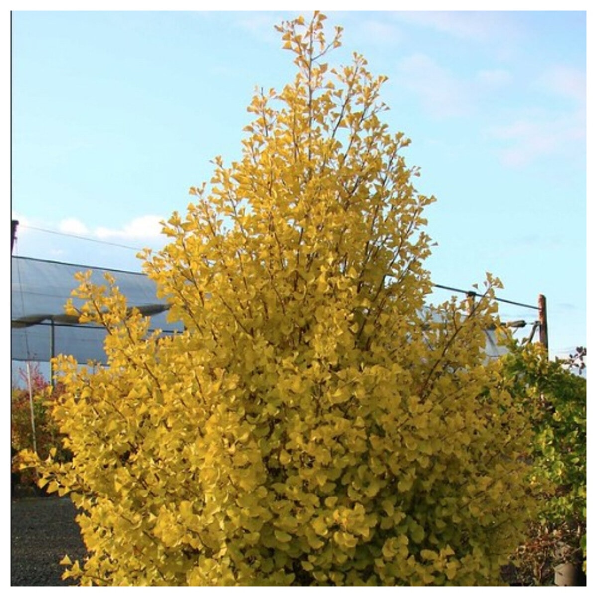 Ginkgo Biloba Chi-Chi Maidenhair Tree | SiteOne