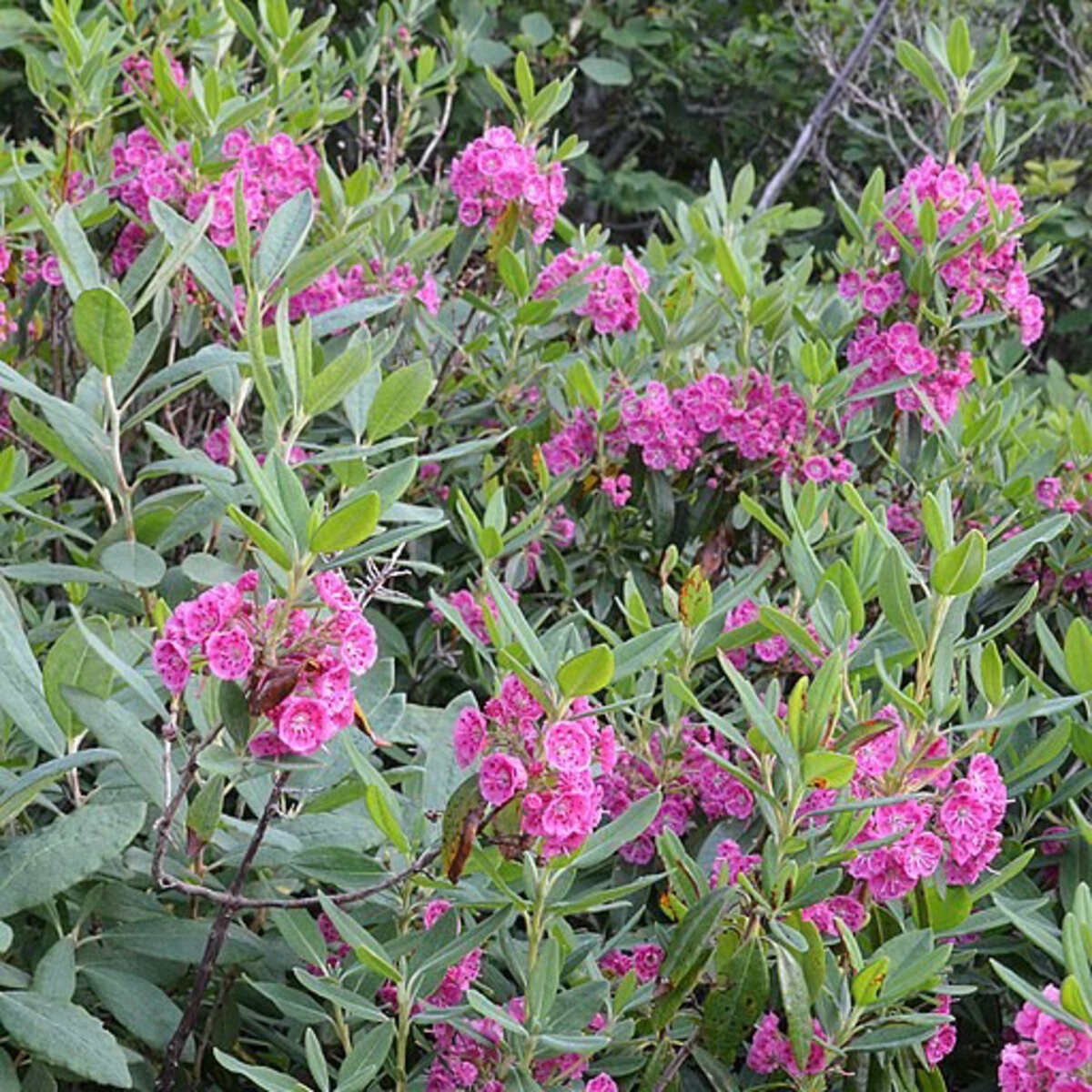 Kalmia Angustifolia Sheep Laurel | SiteOne
