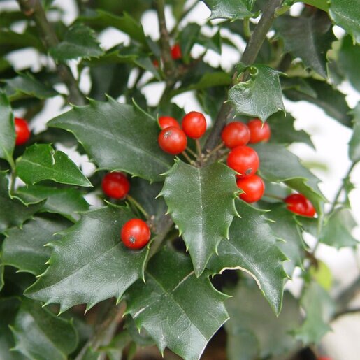 Ilex X Meserveae Centennial Dragon Holly | SiteOne