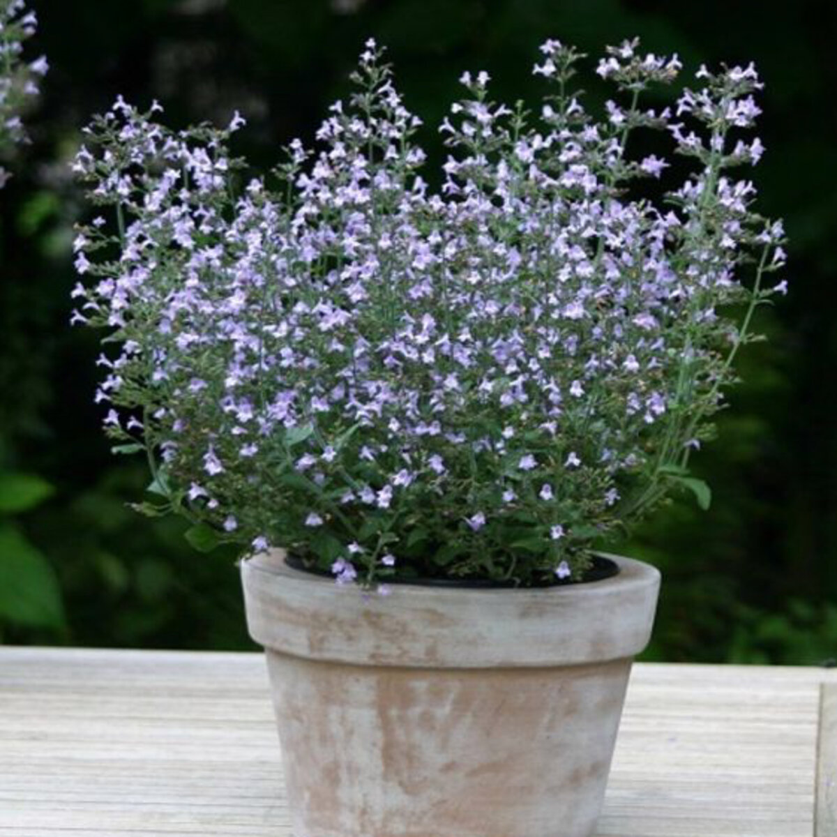 Calamintha Nepeta Marvelette Blue Calamint | SiteOne