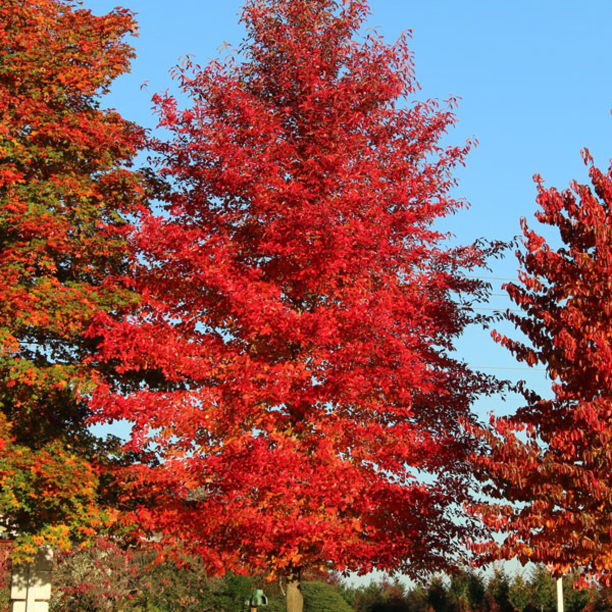 Nyssa Sylvatica David Odom Afterburner Black Tupelo | SiteOne