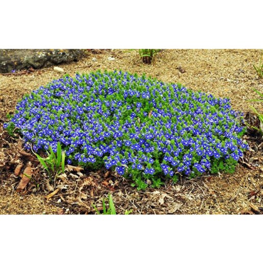 Veronica X Tidal Pool Creeping Speedwell | SiteOne