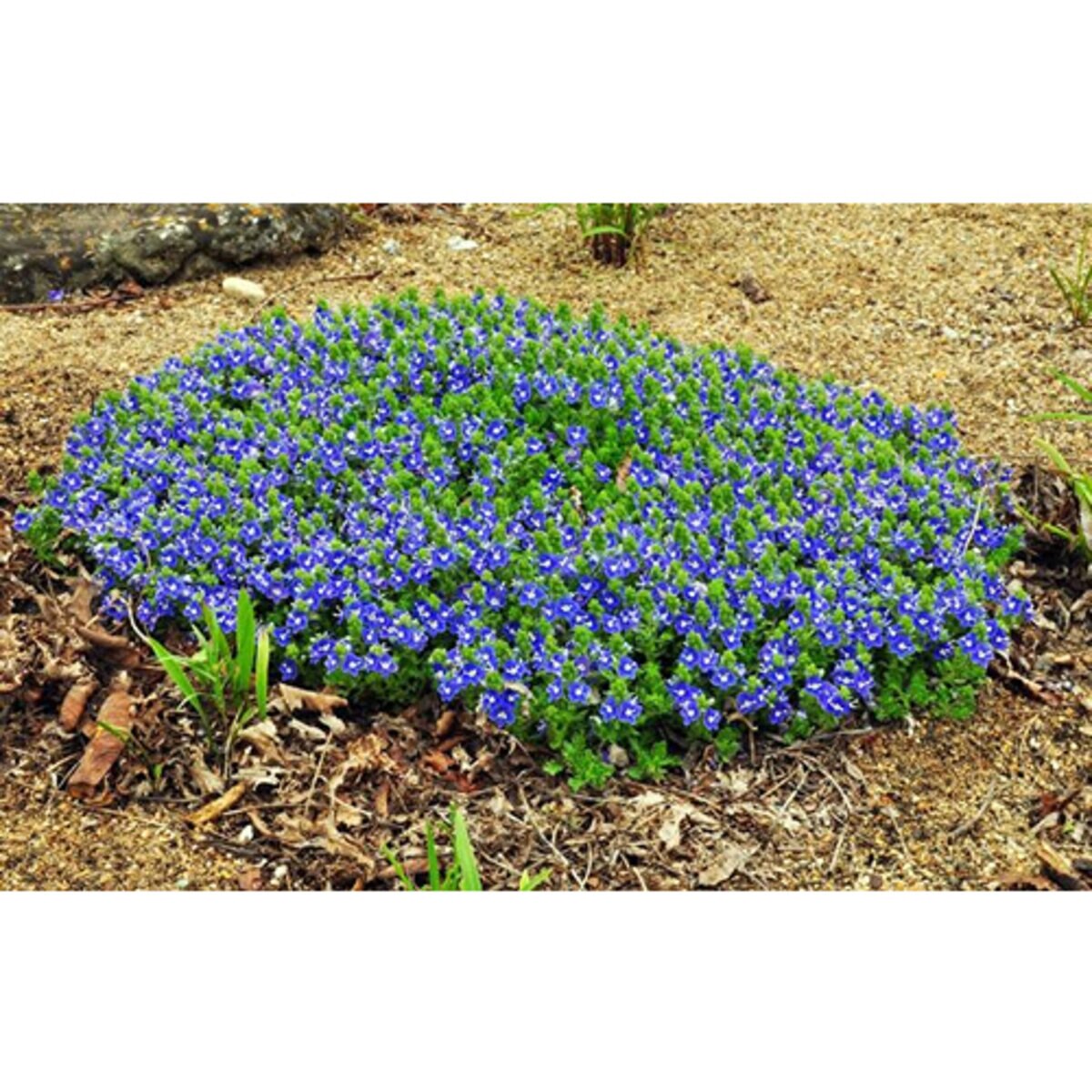 Veronica X Tidal Pool Creeping Speedwell | SiteOne