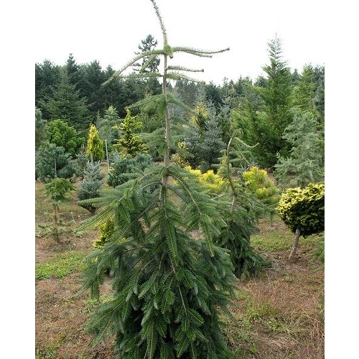 Abies Alba Pendula Weeping Silver Fir | SiteOne