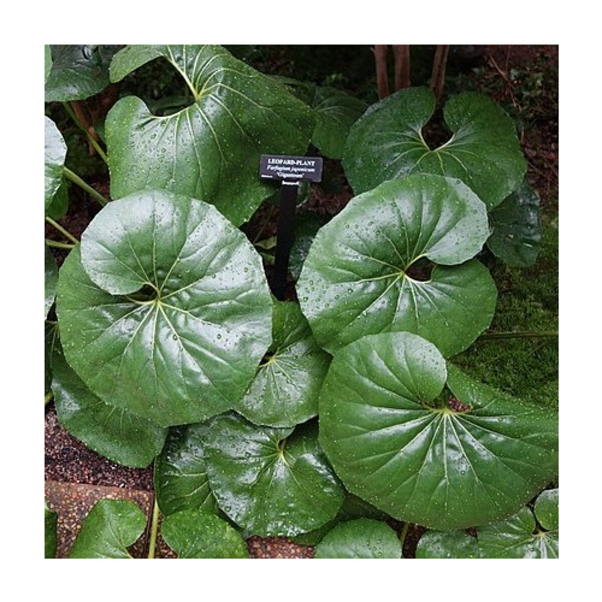 Farfugium Japonicum Leopard Plant | SiteOne