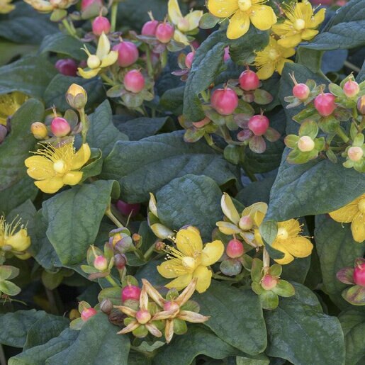 Hypericum X Inodorum FloralBerry Kolros Rose St. Johns | SiteOne