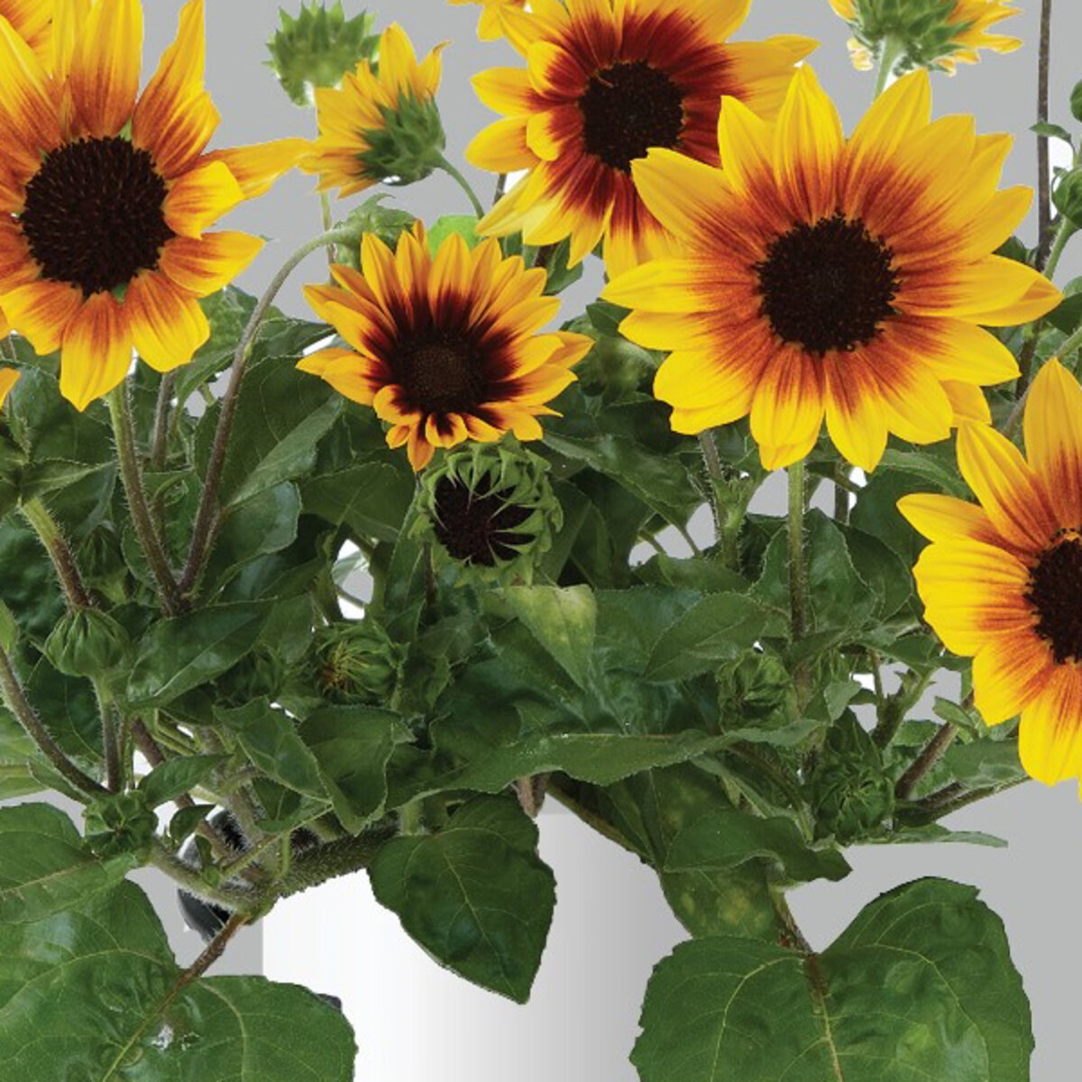 Helianthus Annuus SunBelievable Brown Eyed Girl Sunflow | SiteOne