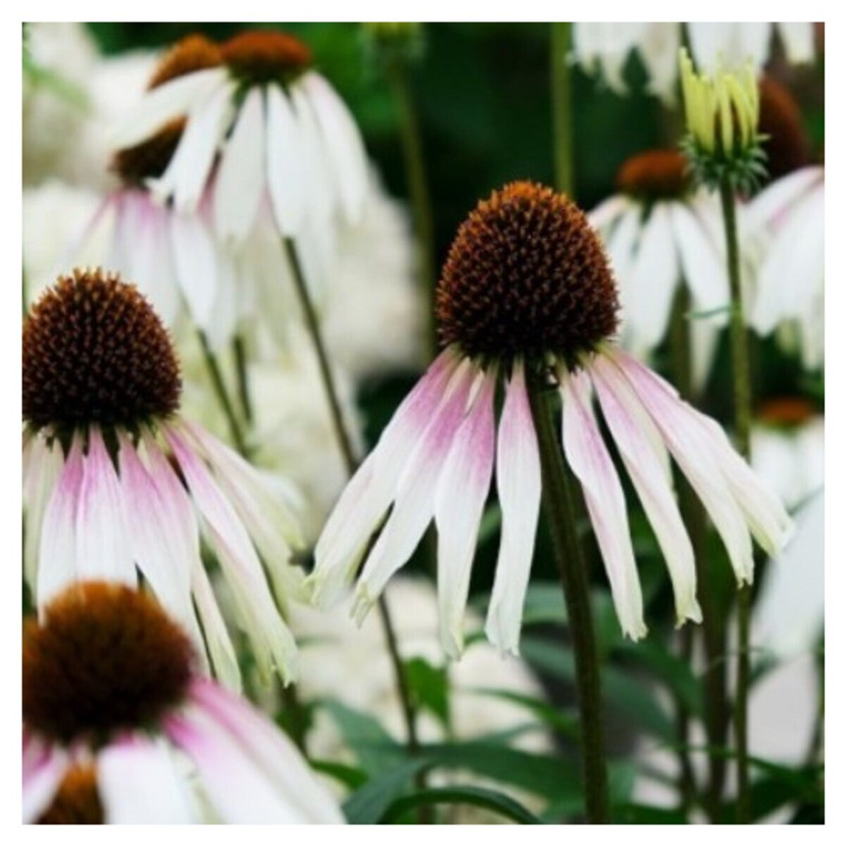 Echinacea X Pretty Parasols Coneflower | SiteOne
