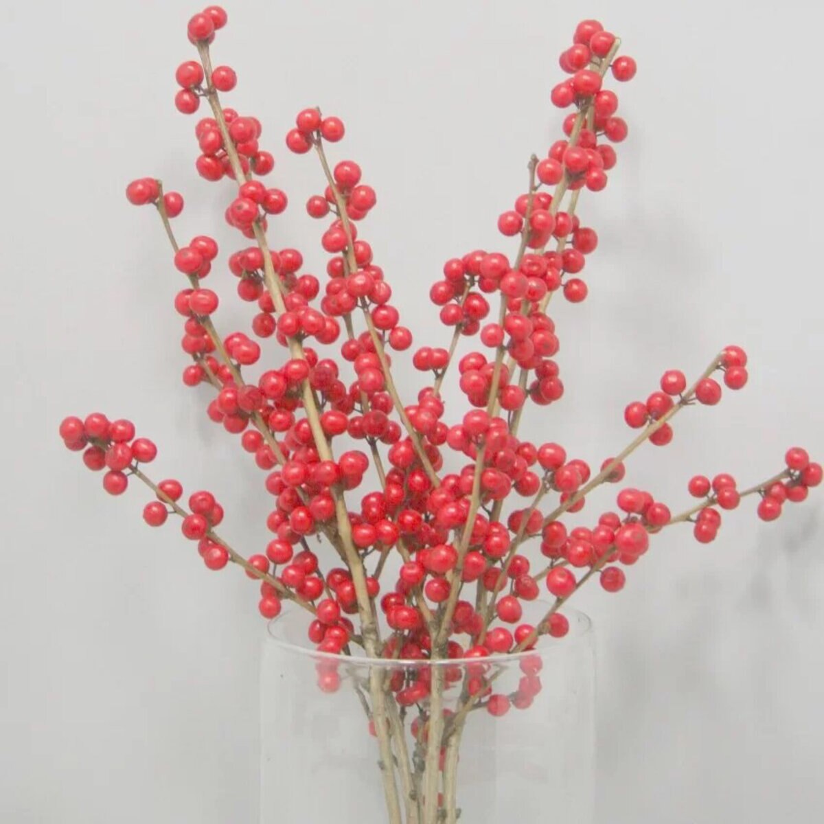 Ilex Verticillata Magical Winter Jewel Winterberry Holl | SiteOne