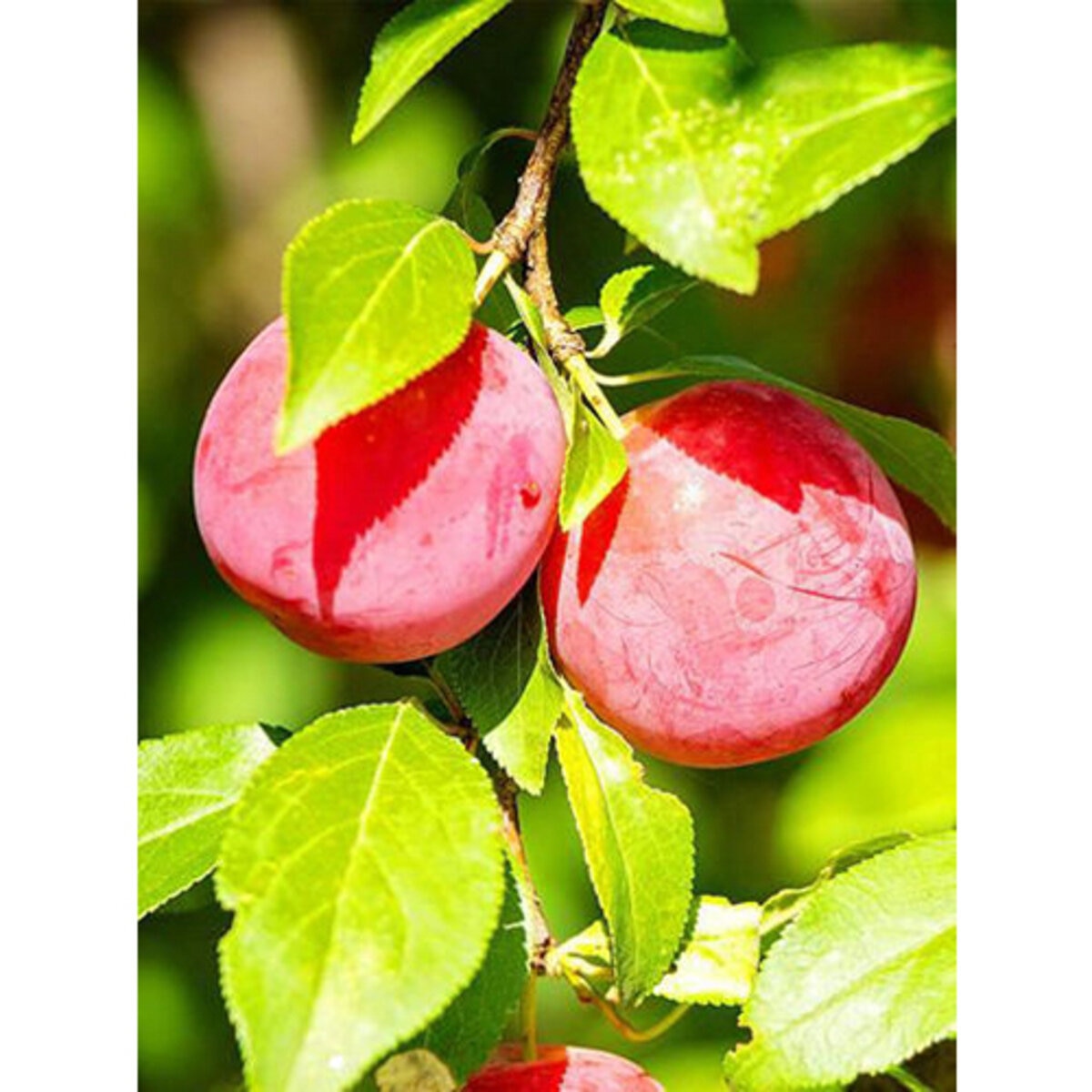 Prunus Salicina AU Rosa Japanese Plum | SiteOne