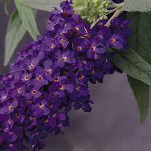 Buddleia Davidii Buzz Tobudmidni Midnight Butterfly Bus | SiteOne