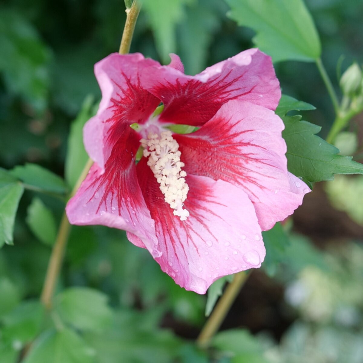 Hibiscus Syriacus 'Red Pillar' Rose of Sharon | SiteOne