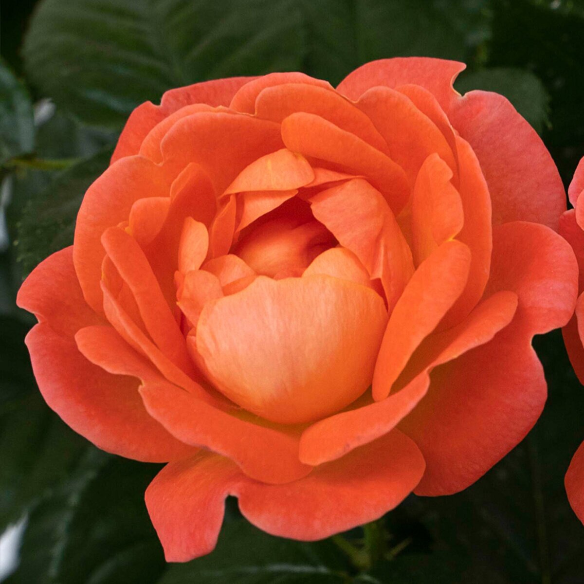 Rosa X 'Orange Glow' Knock Out Shrub Rose | SiteOne