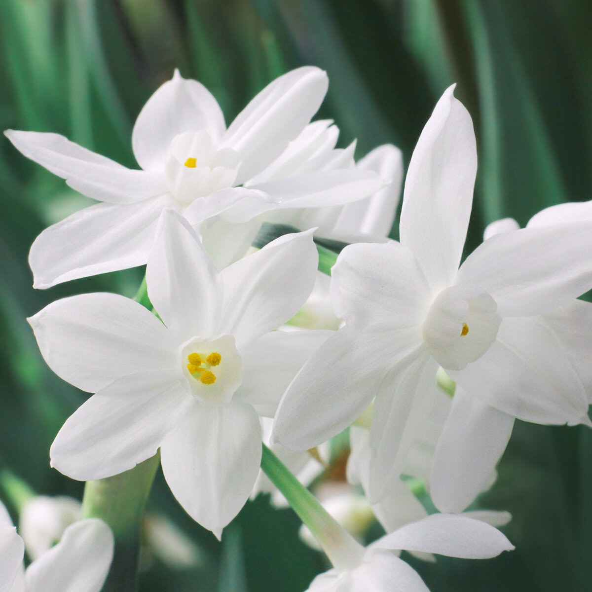 Narcissus Bulb Ziva Paperwhite Daffodil | SiteOne