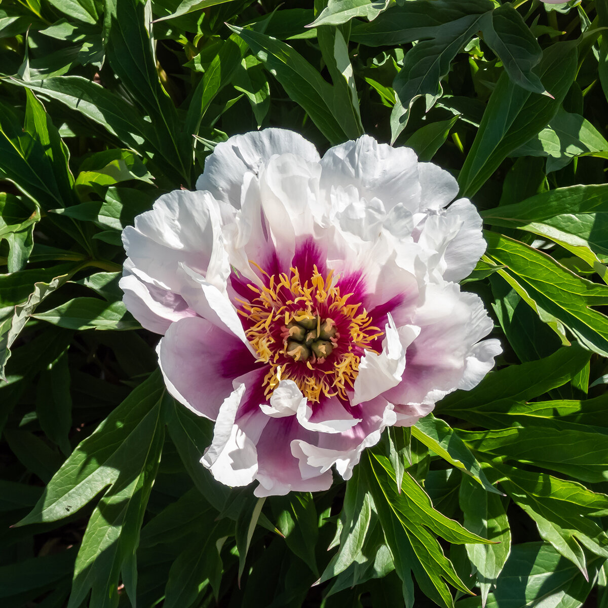 Paeonia Bulb Cora Louise Itoh Peony | SiteOne