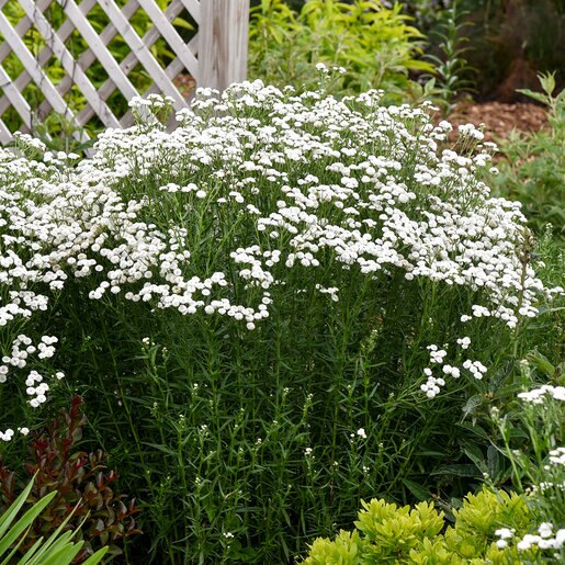 Achillea Ptarmica 'Peter Cottontail' Yarrow | SiteOne