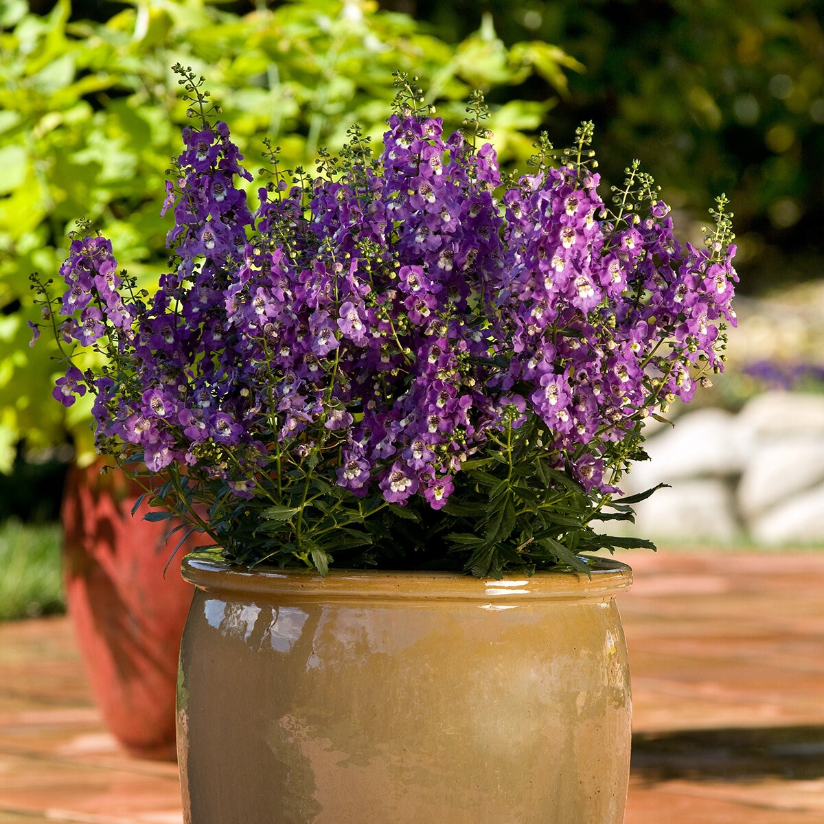Angelonia Angustifolia 'Archangel Purple' Summer Snapdr | SiteOne