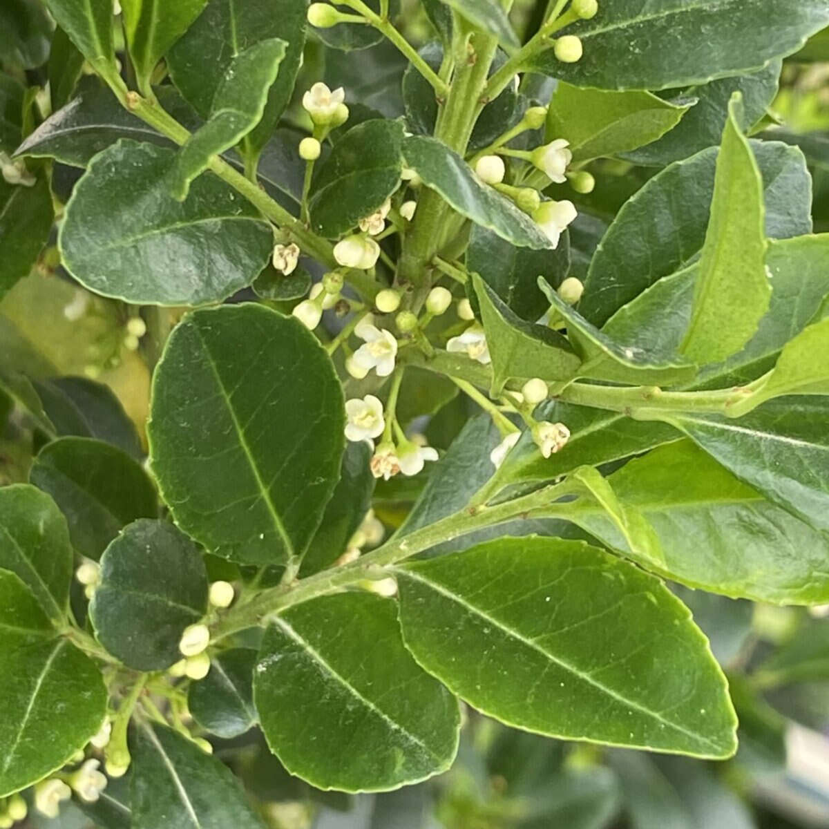 Ilex X Emerald Colonnade Holly | SiteOne