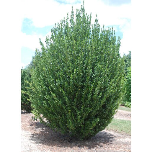 Ilex X Emerald Colonnade Holly | SiteOne