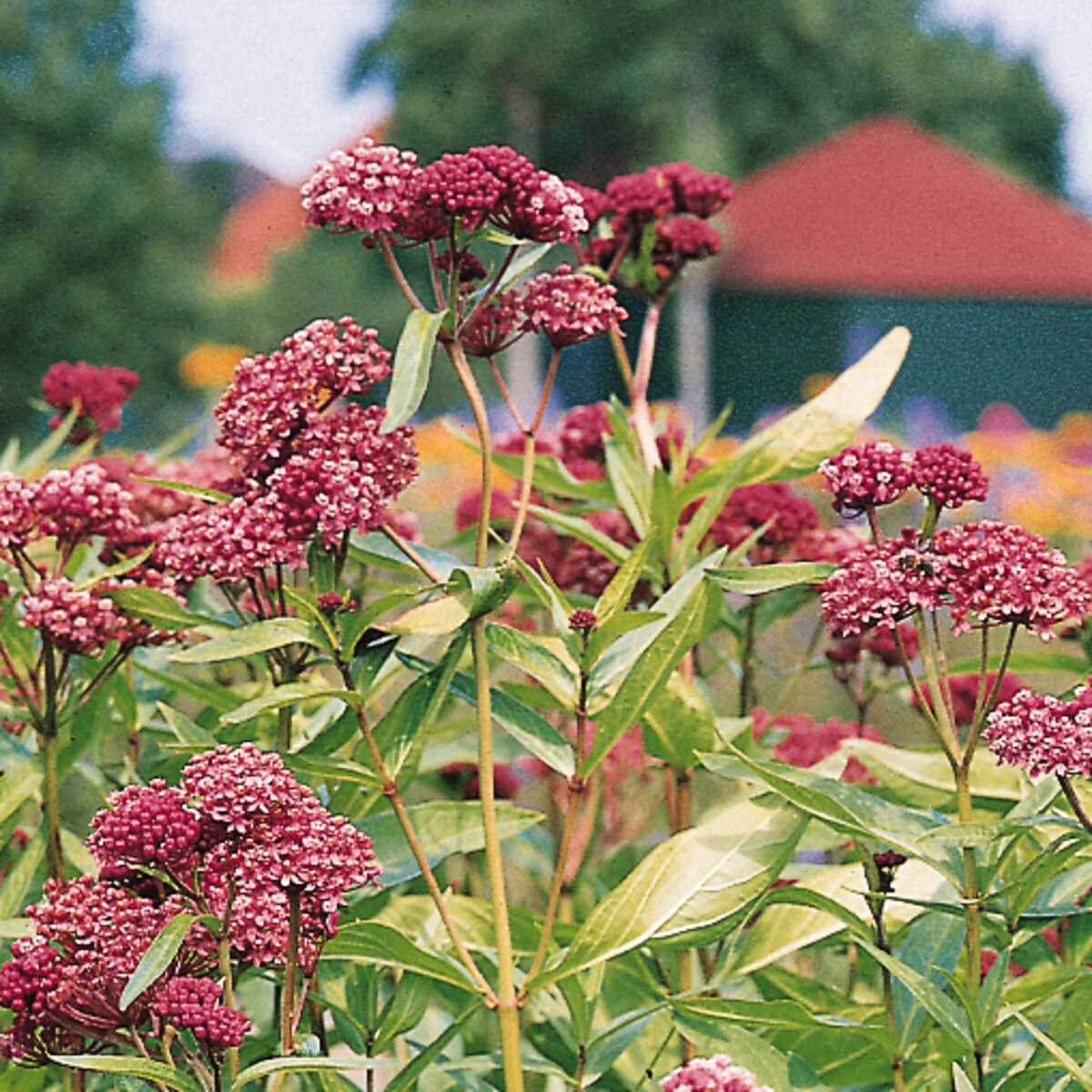 Asclepias Bulb Incatnata Soulmate Swamp Milkweed | SiteOne