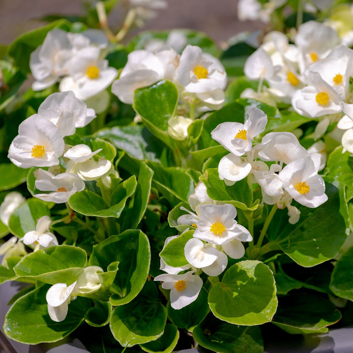 Begonia Semperflorens White Green Leaf Begonia | SiteOne