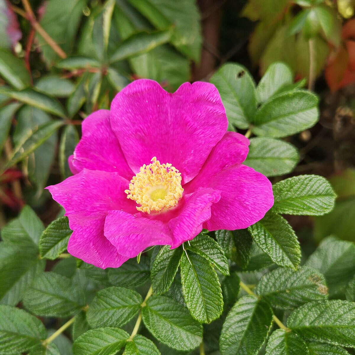 Rosa Rugosa Rubra Japanese Rose | SiteOne