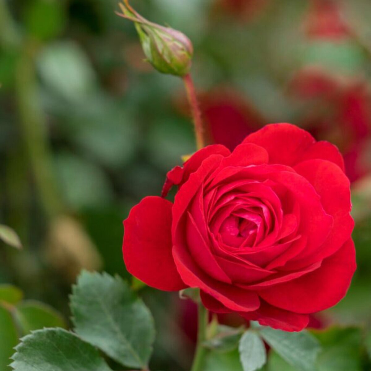 Rosa X 49th Parallel Collection Canadian Shield Shrub R | SiteOne