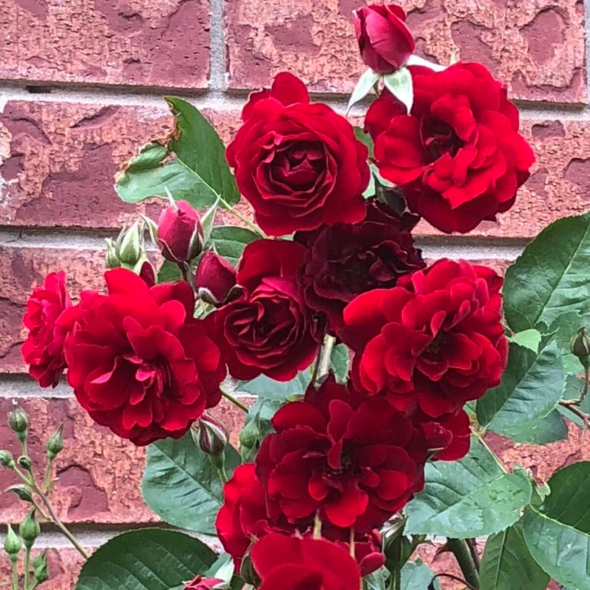Rosa X 49th Parallel Collection Canadian Shield Shrub R | SiteOne