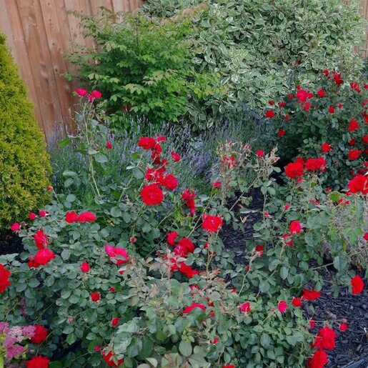 Rosa X 49th Parallel Collection Canadian Shield Shrub R | SiteOne