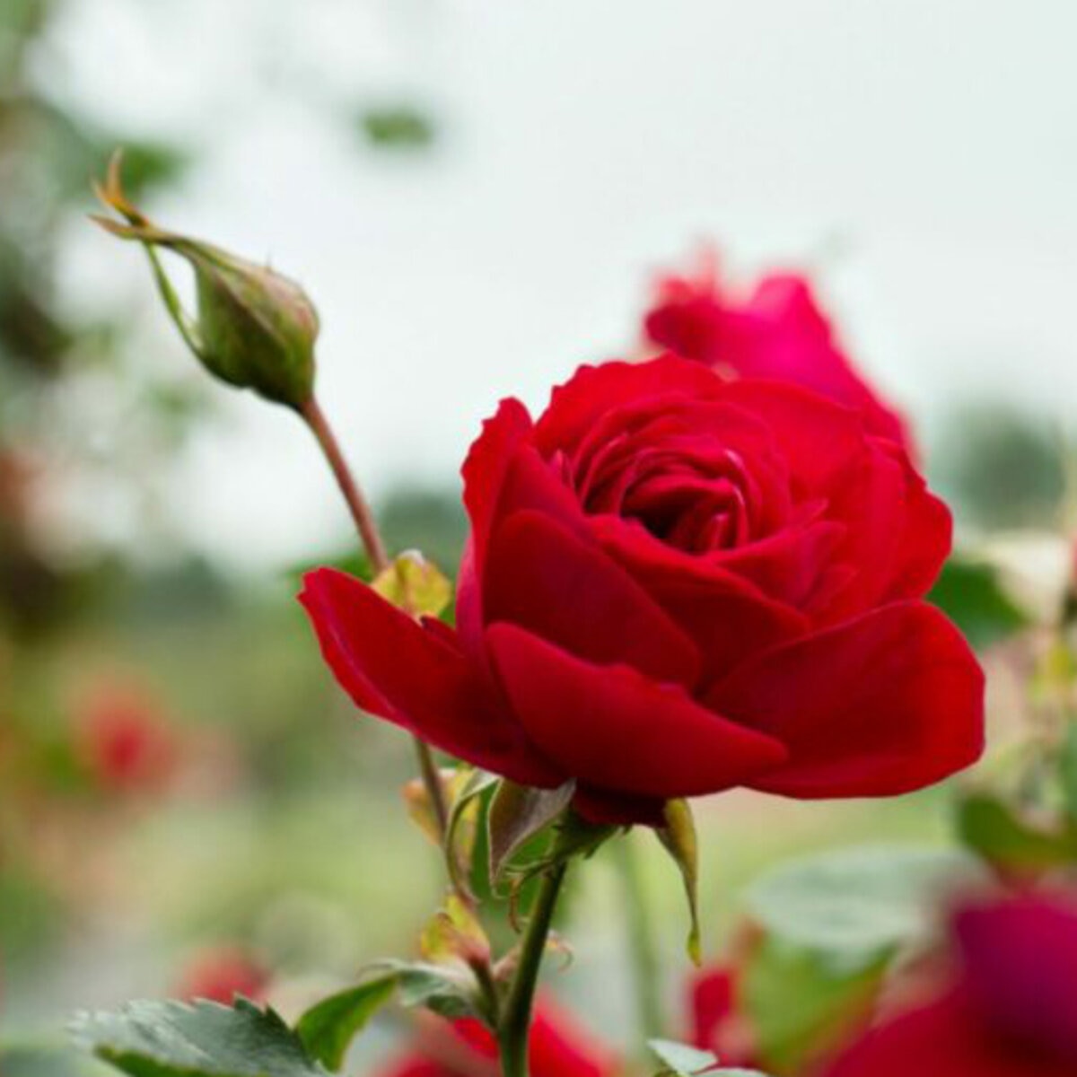 Rosa X 49th Parallel Collection Canadian Shield Shrub R | SiteOne