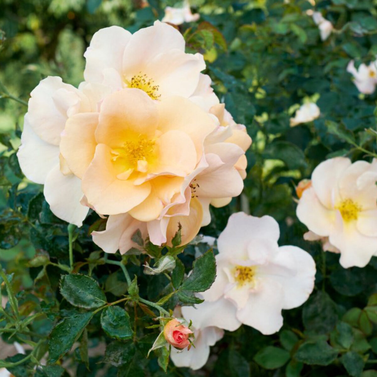 Rosa X 49th Parallel Collection 'Chinook Sunrise' Shrub | SiteOne