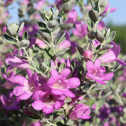 Leucophyllum Frutescens 'San Antonio Rose' Texas Sage | SiteOne