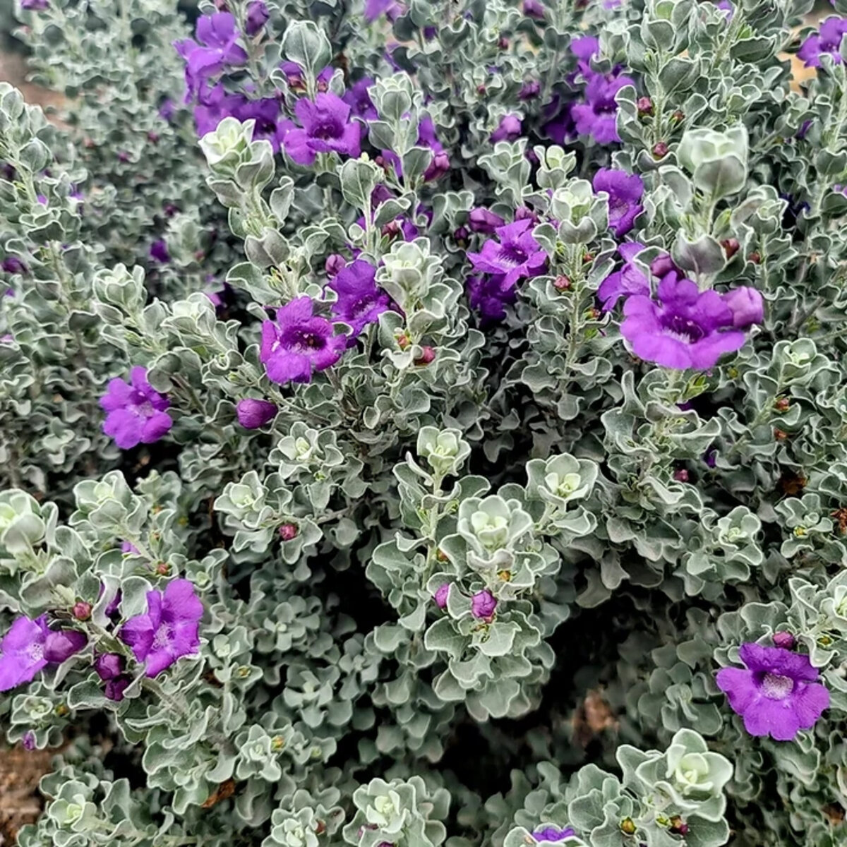 Leucophyllum Candidum 'Microburst' Violet Silverleaf | SiteOne