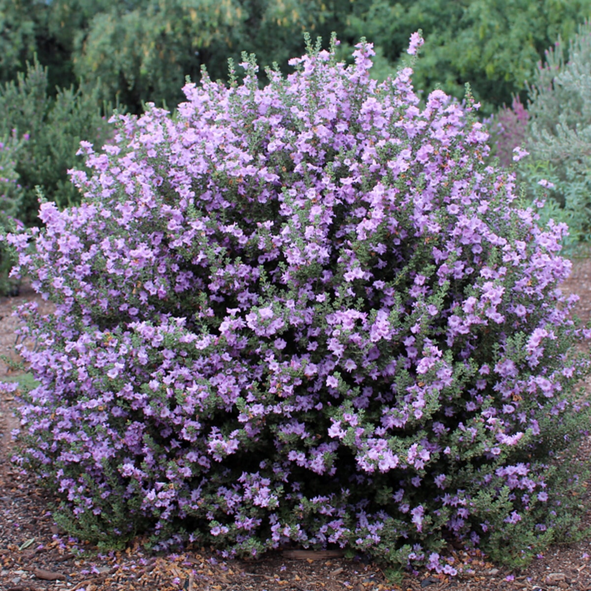 Leucophyllum Langmaniae Little Lynn Texas Ranger | SiteOne