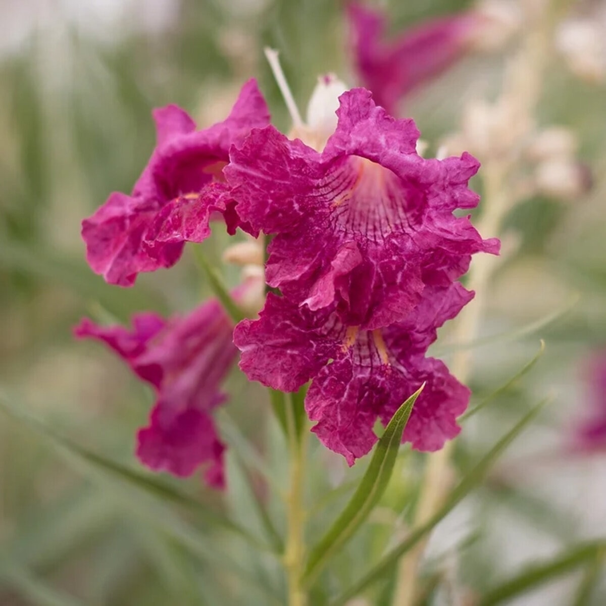 Chilopsis Linearis 'Sweet Bubba Seedless' Desert Willow | SiteOne