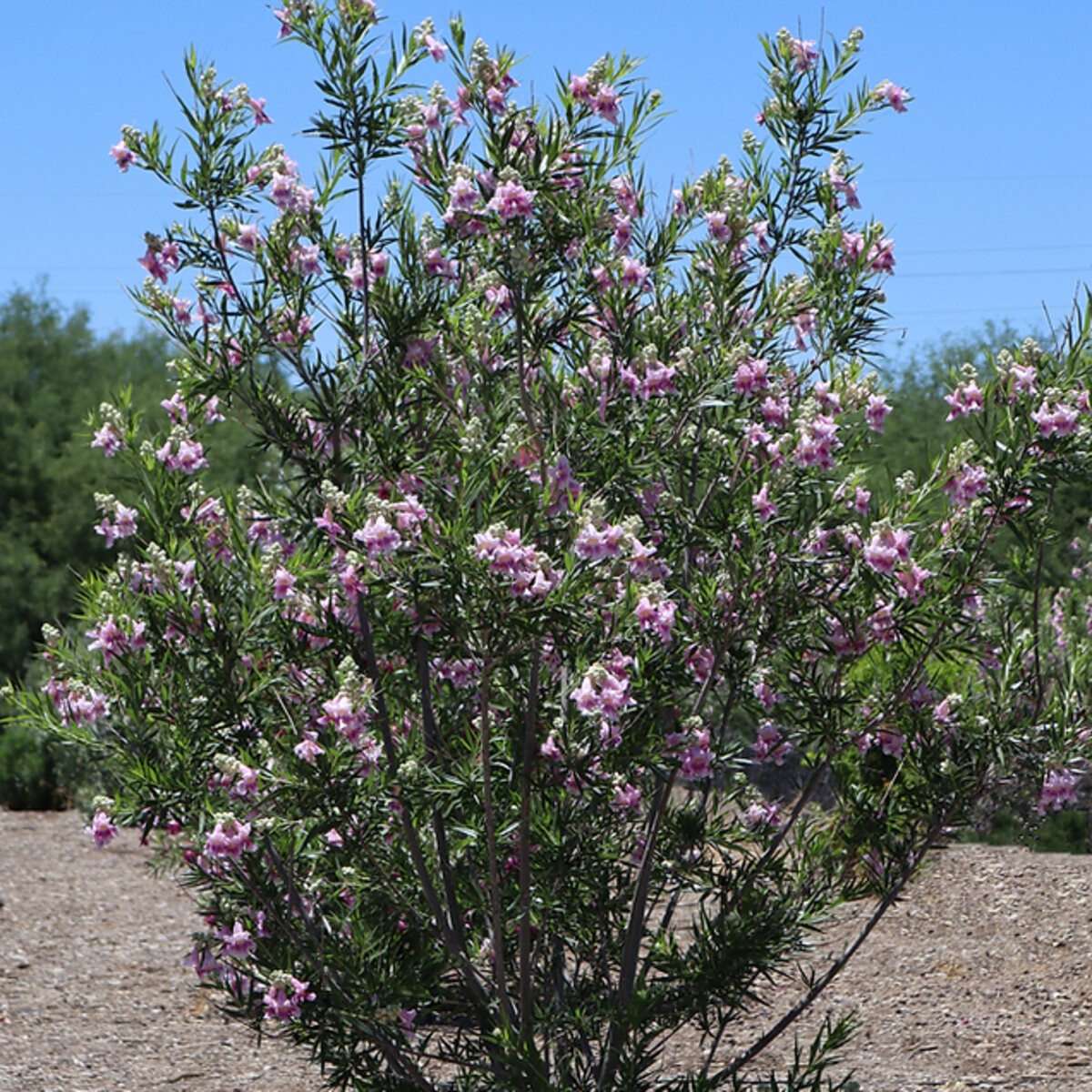 Chilopsis Linearis 'Bubba Jones' Desert Willow | SiteOne