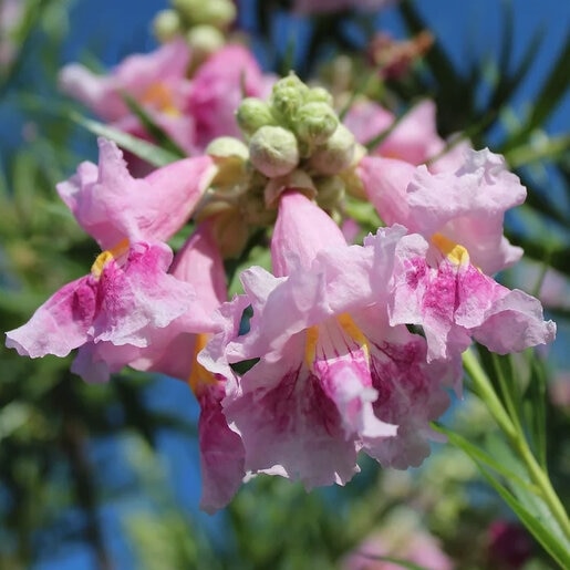 Chilopsis Linearis 'Bubba Jones' Desert Willow | SiteOne