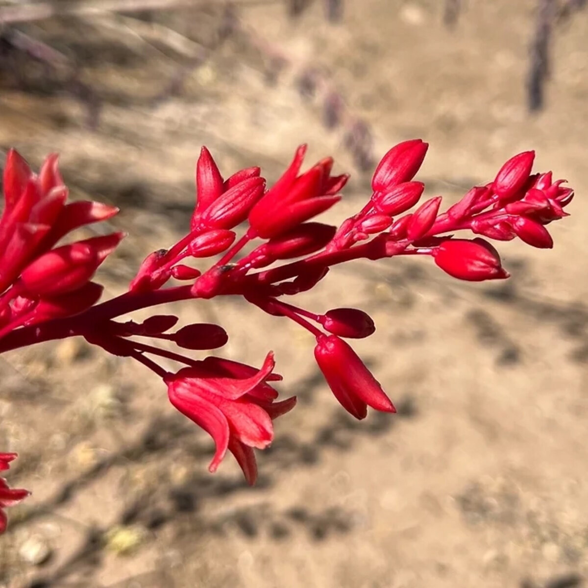 Hesperaloe Parviflora 'Stoplights' Dwarf Red Yucca | SiteOne