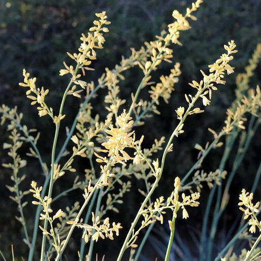 Hesperaloe Parviflora Little Miss Sunshine Yellow Yucca | SiteOne