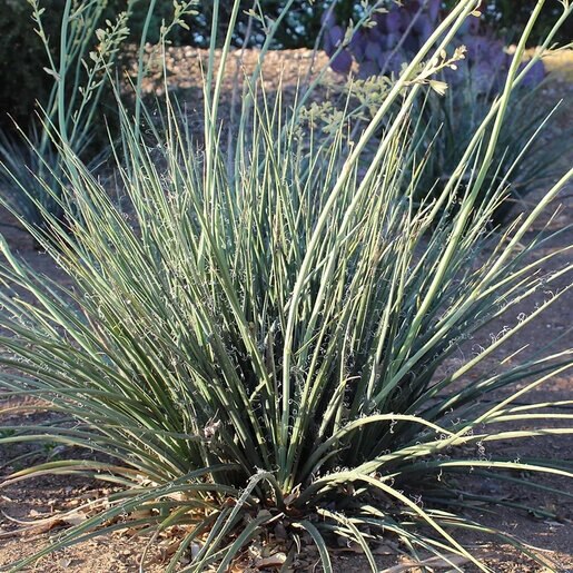 Hesperaloe Parviflora Little Miss Sunshine Yellow Yucca | SiteOne