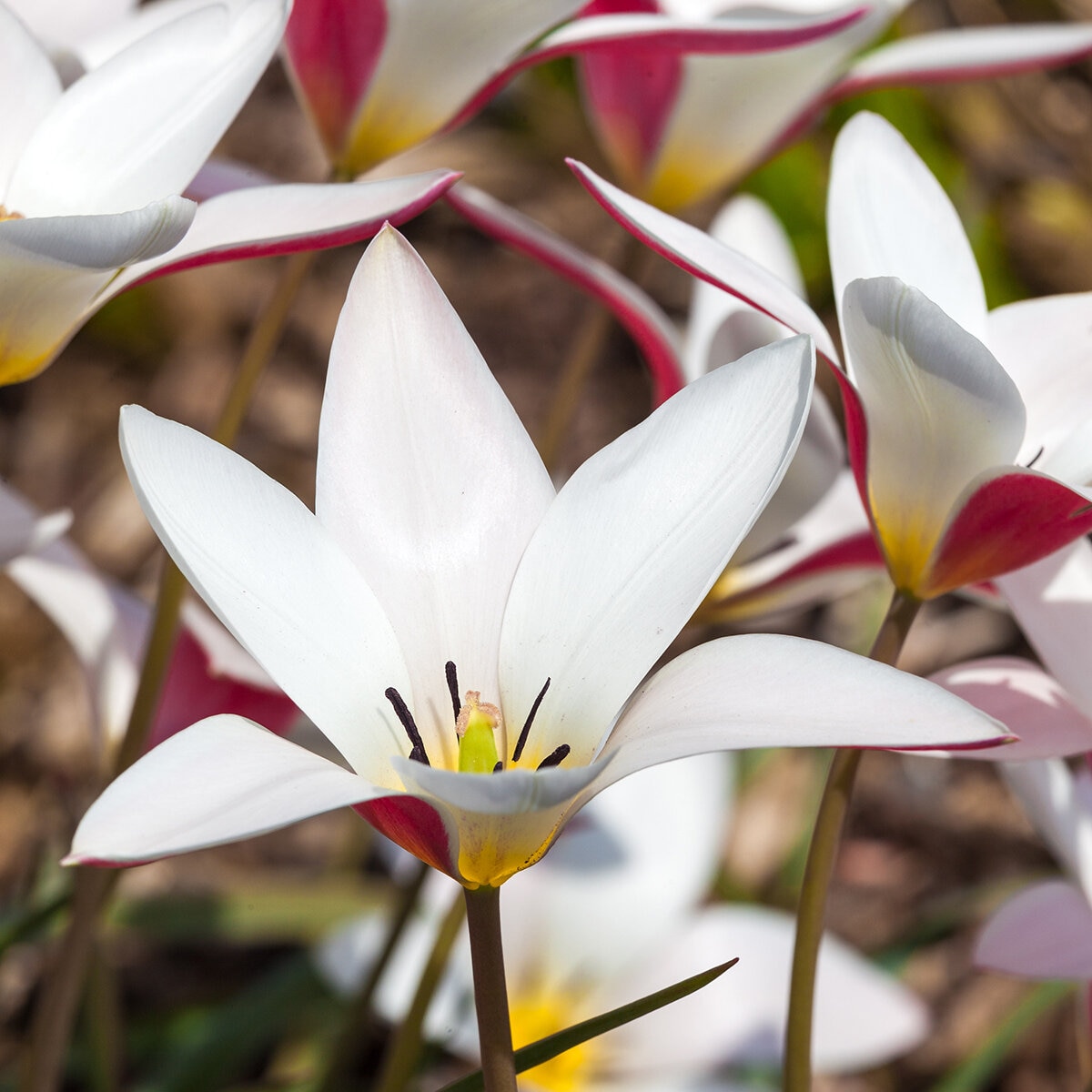 Tulipa Bulb Species Clusiana Lady Jane Tulip | SiteOne