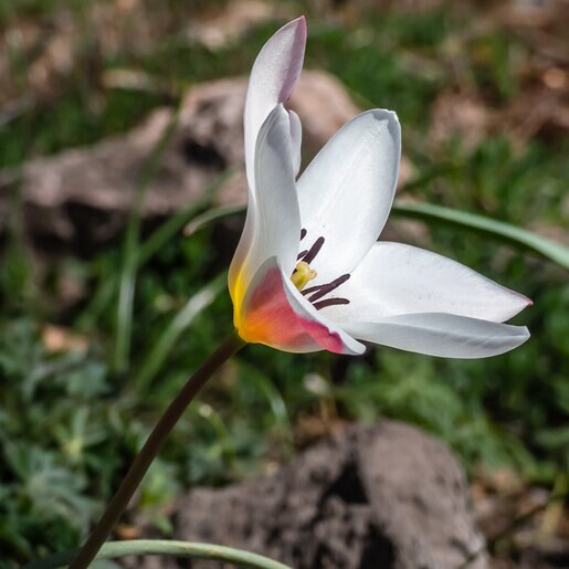 Tulipa Bulb Species Clusiana Lady Jane Tulip | SiteOne