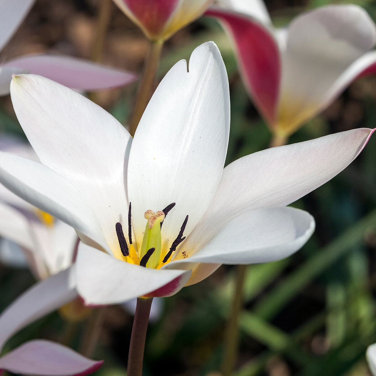 Tulipa Bulb Species Clusiana Lady Jane Tulip | SiteOne
