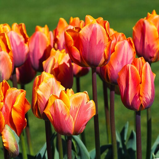 Tulipa Bulb Triumph Hermitage Tulip | SiteOne