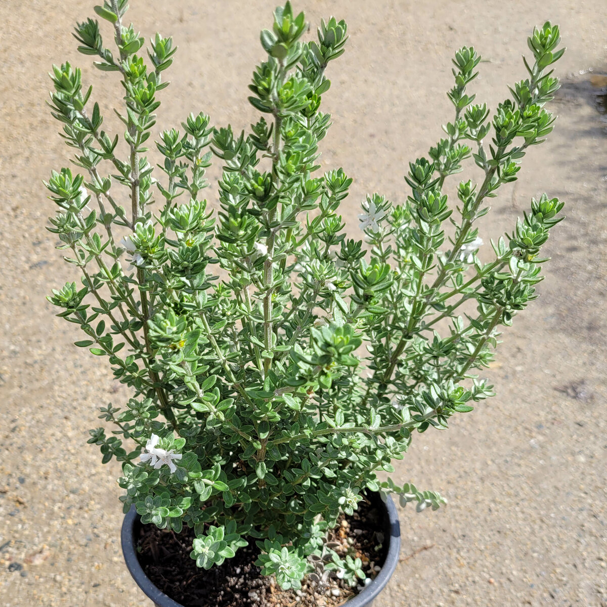 Westringia Fruticosa Grey Box Coast Rosemary | SiteOne