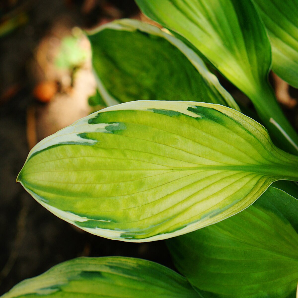 Hosta 'Captain's Adventure' Plantain Lily | SiteOne
