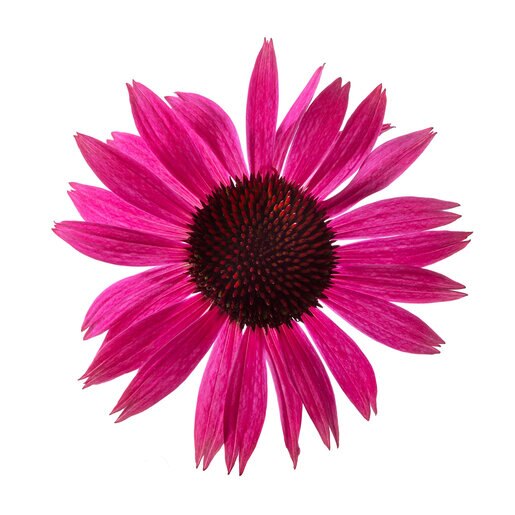 Echinacea Purpurea 'Prairie Splendor Compact Dark Rose' | SiteOne
